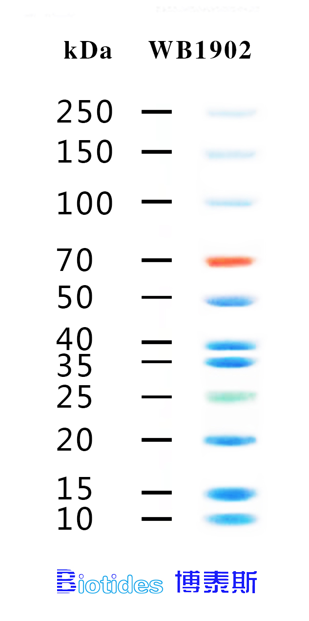 博泰斯biotides 三色预染蛋白Marker WB1902-北京博泰斯生物技术有限公司官网——WB一站式高效解决方案